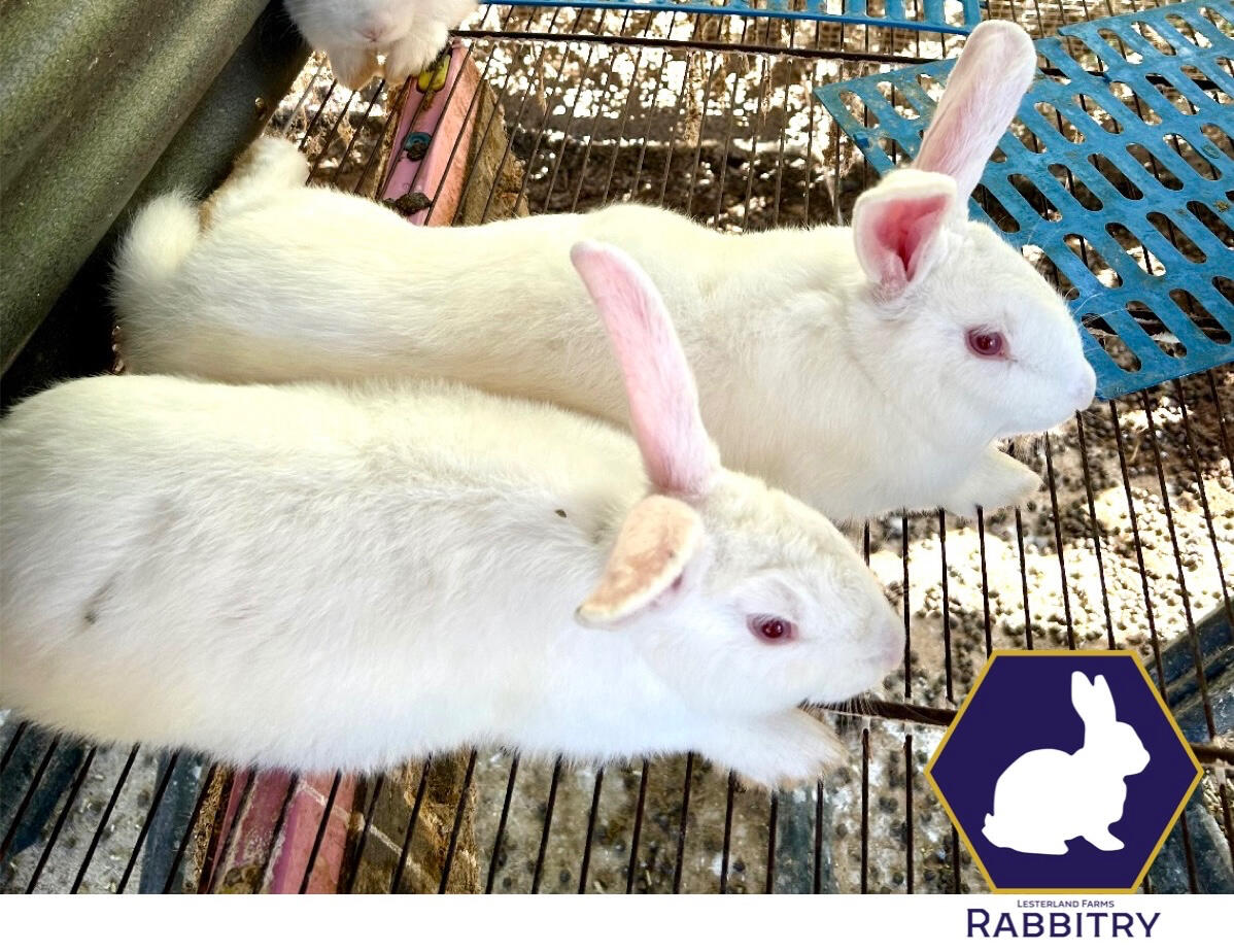 Fresno Rabbits - Tamuk Rabbits